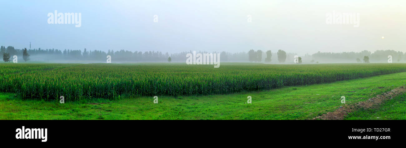 Corn fields filled with fog in the morning Stock Photo - Alamy