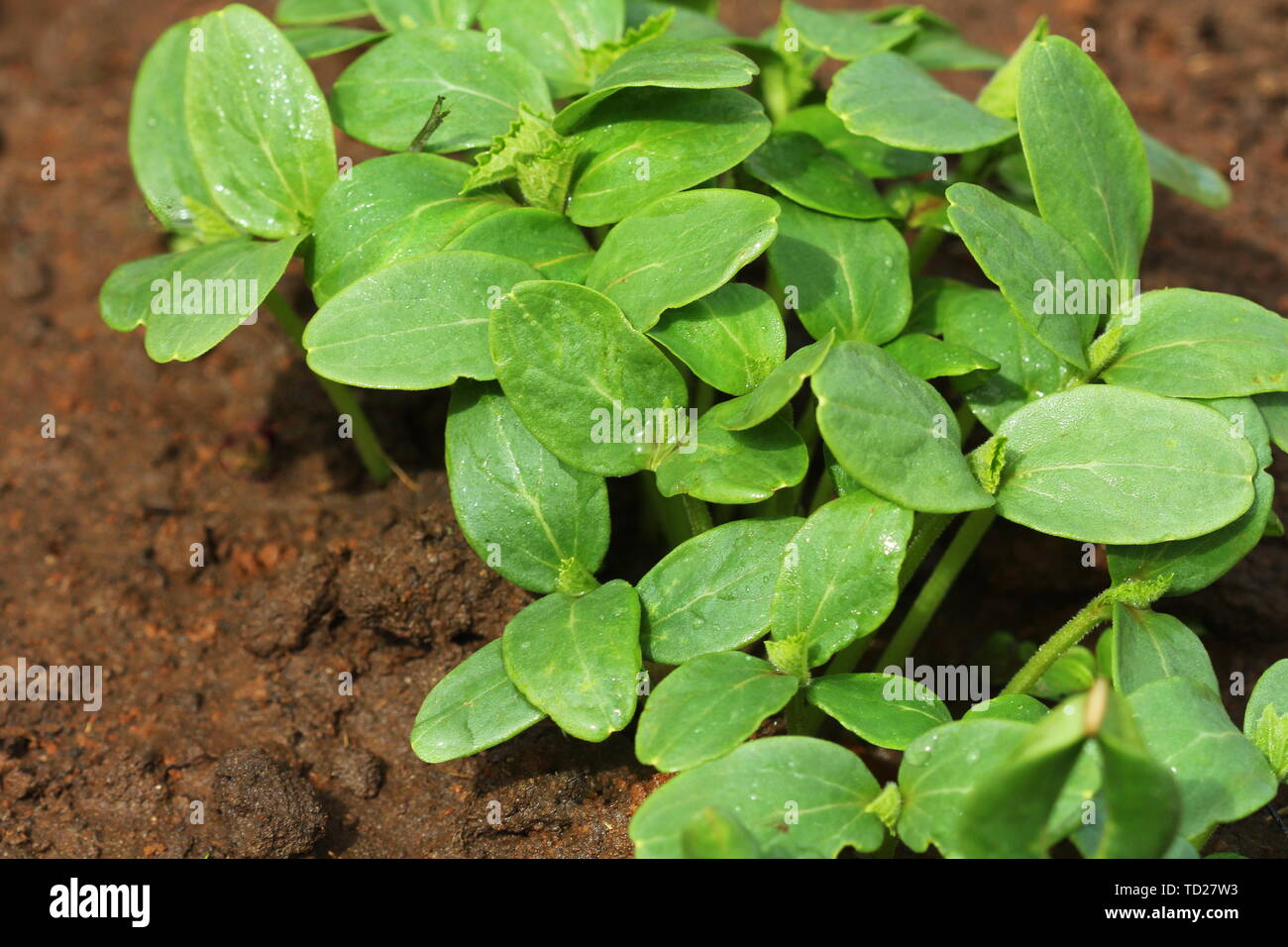 Young fresh seedling of cucumber growing in garden. Cucumber plantation ...