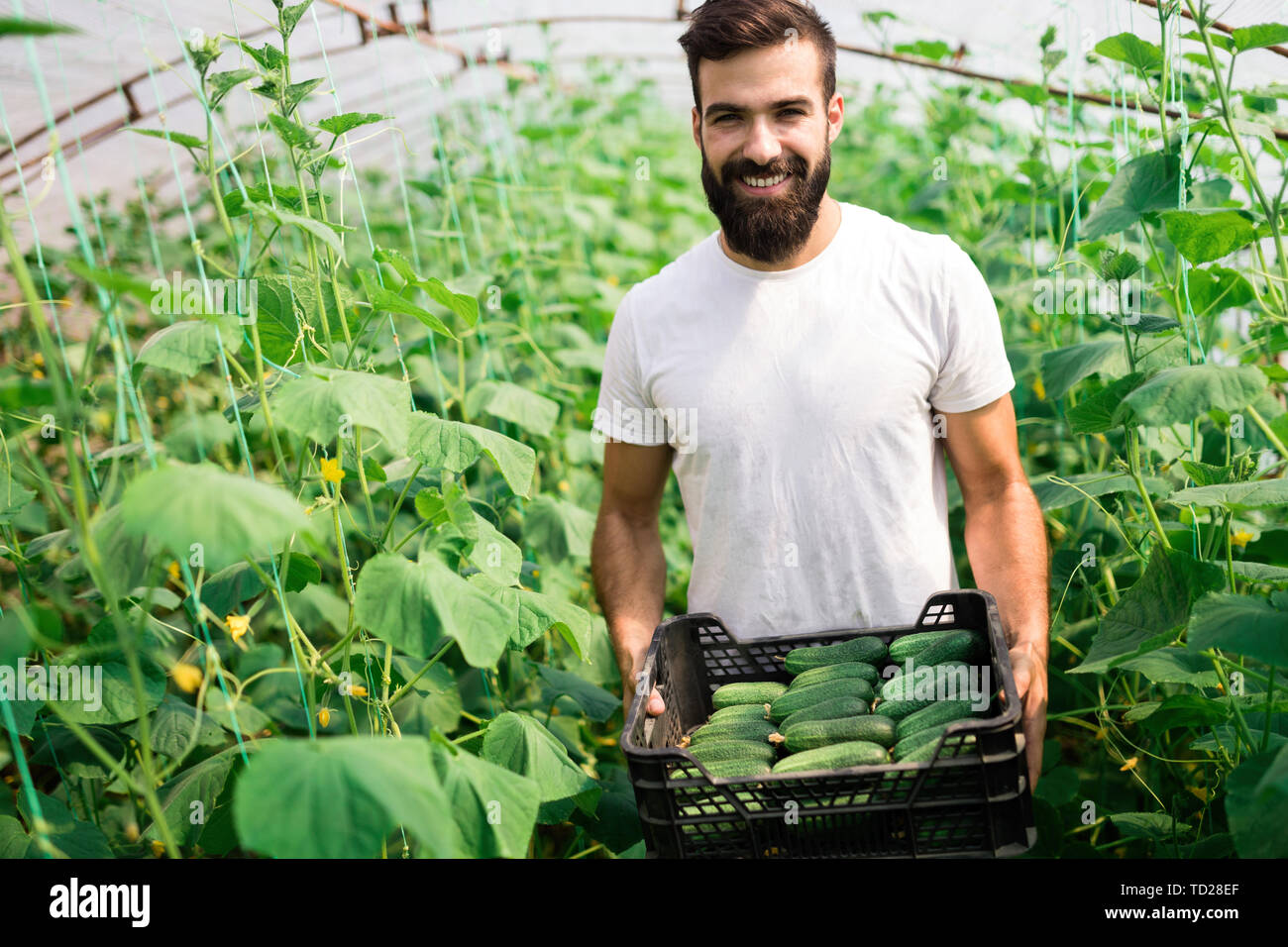Friendly farmer at work in greenhouse Stock Photo - Alamy