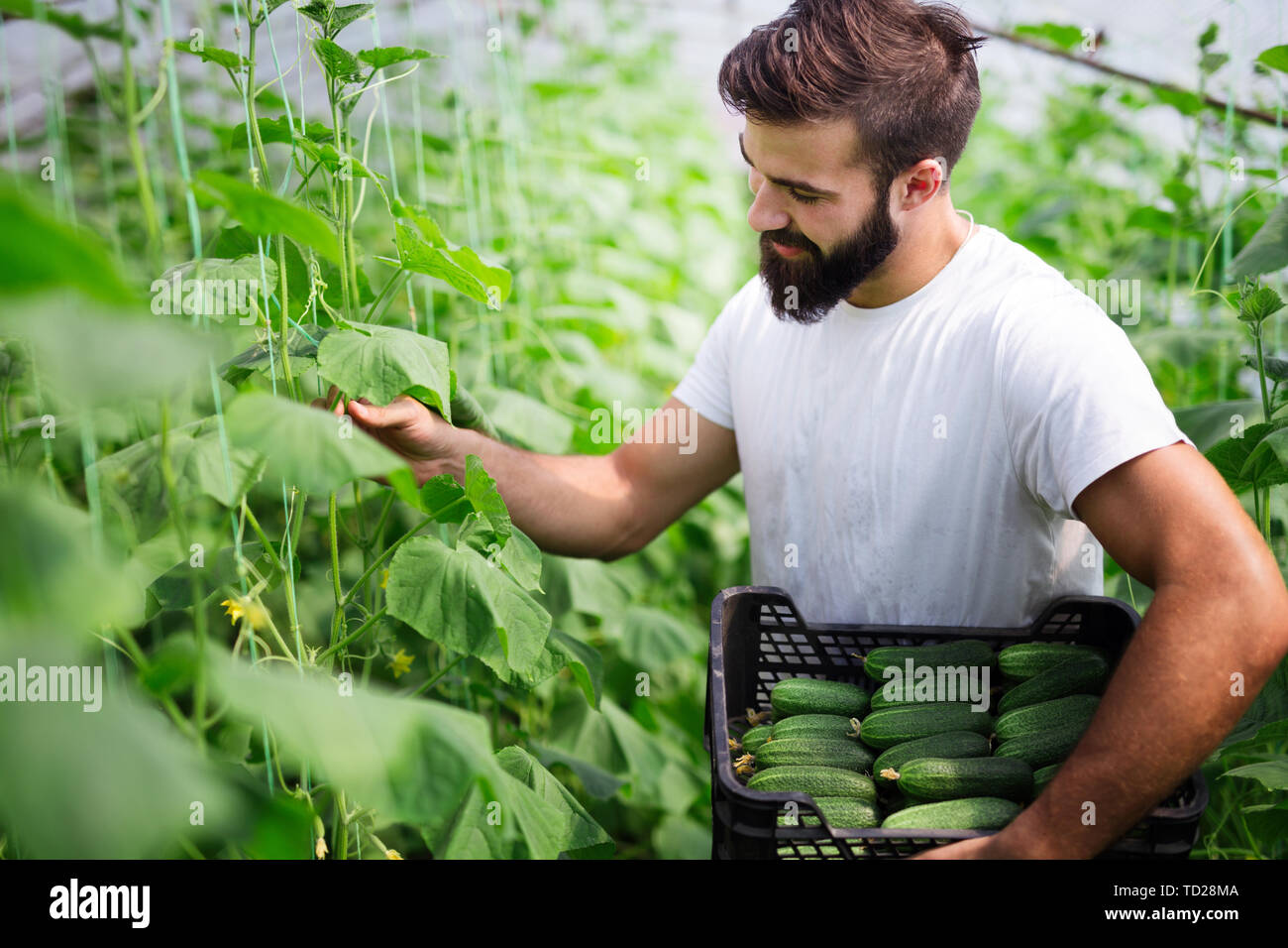 Male farmer picking fresh cucumbers from his greenhouse Stock Photo - Alamy