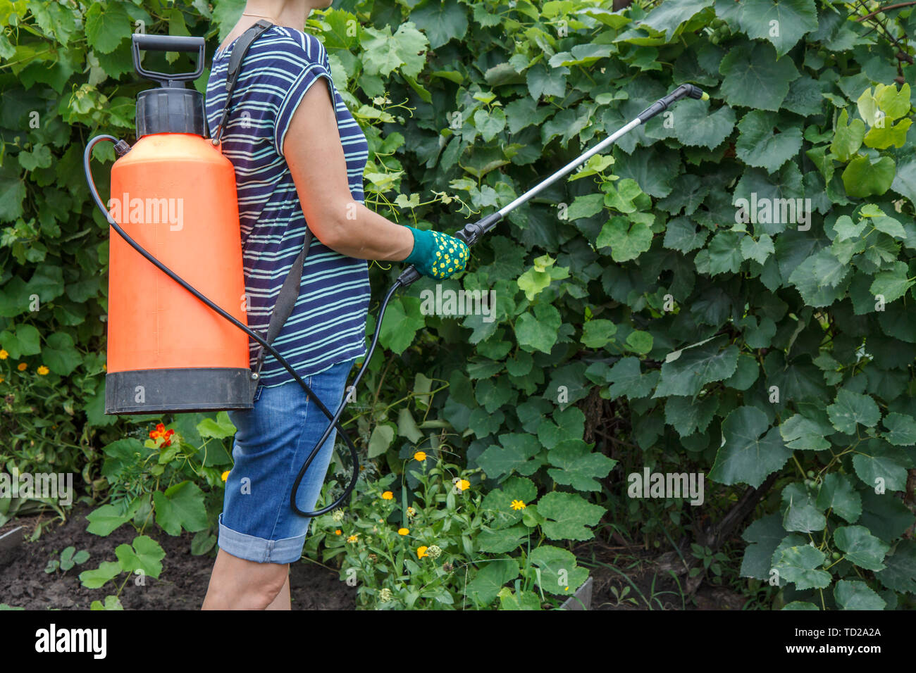 Female farmer is protecting grape bushes from fungal disease or vermin ...