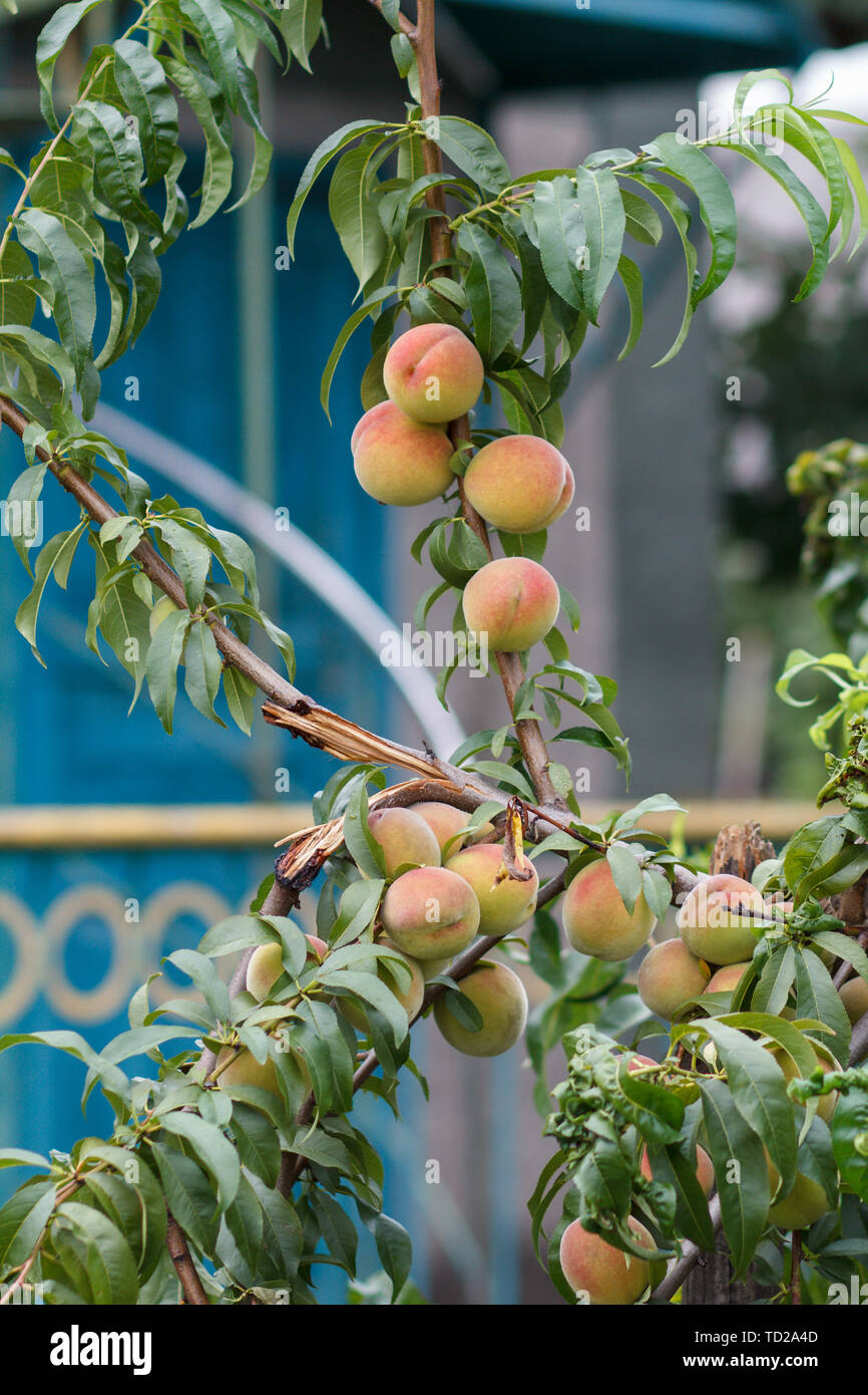 Peach grow green house hi-res stock photography and images - Alamy