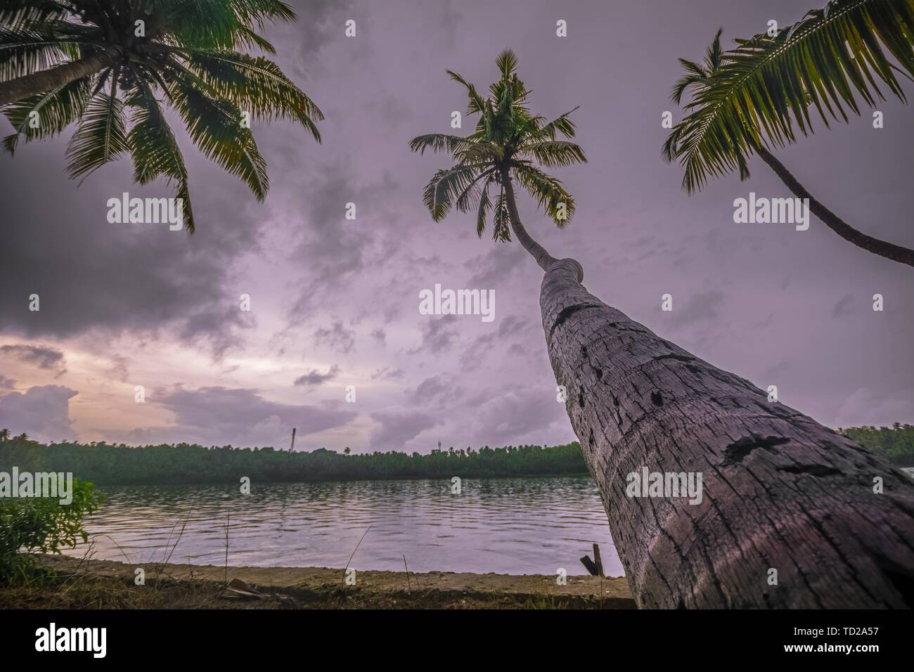 Perinadu, Kollam, Kerala, India - June 9, 2019: Long curved coconut ...