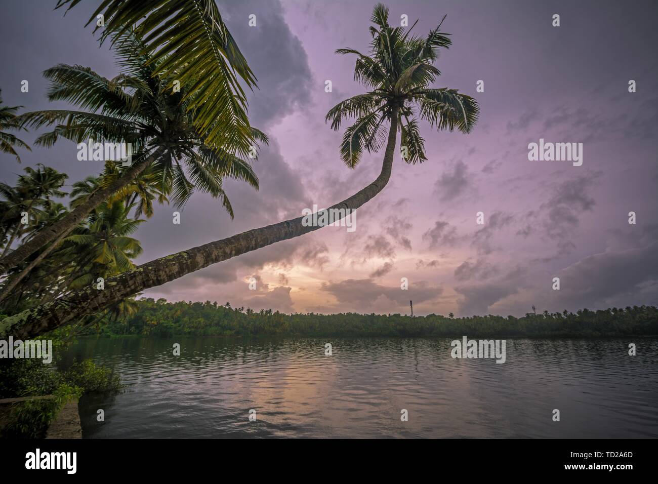Perinadu, Kollam, Kerala, India - June 9, 2019: Long Coconut trees ...