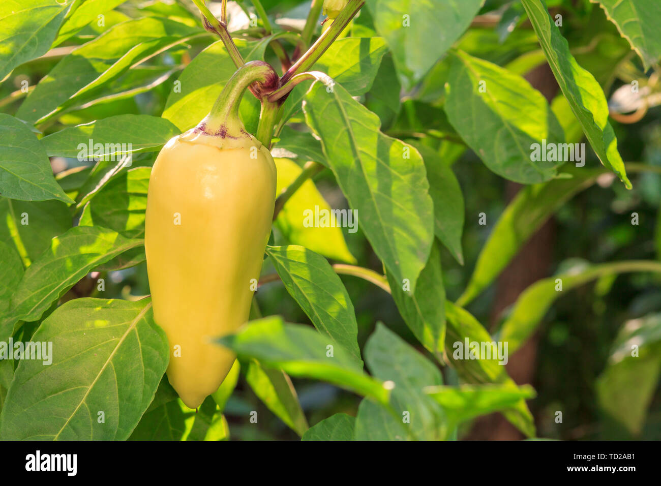 Bell pepper growing on bush in the garden. Bulgarian or sweet pepper ...