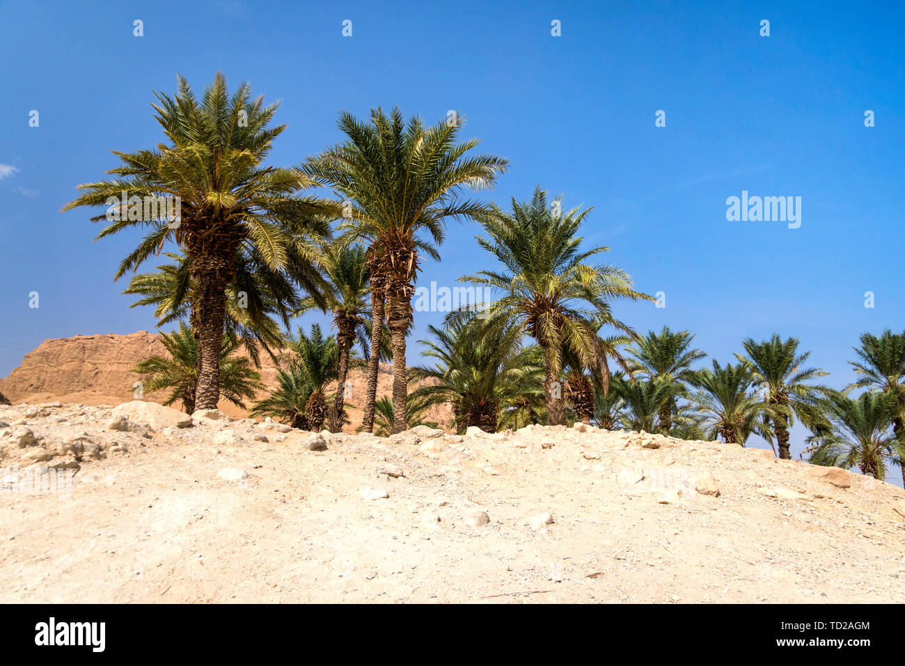 Oasis in desert hi-res stock photography and images - Alamy