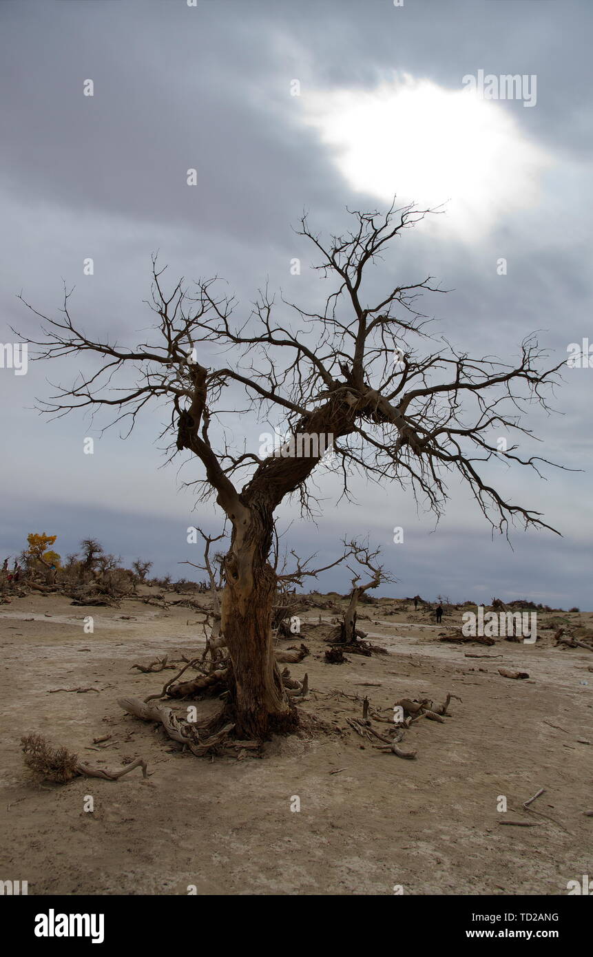 Poplar dead wood in Ejina, Inner Mongolia Stock Photo - Alamy