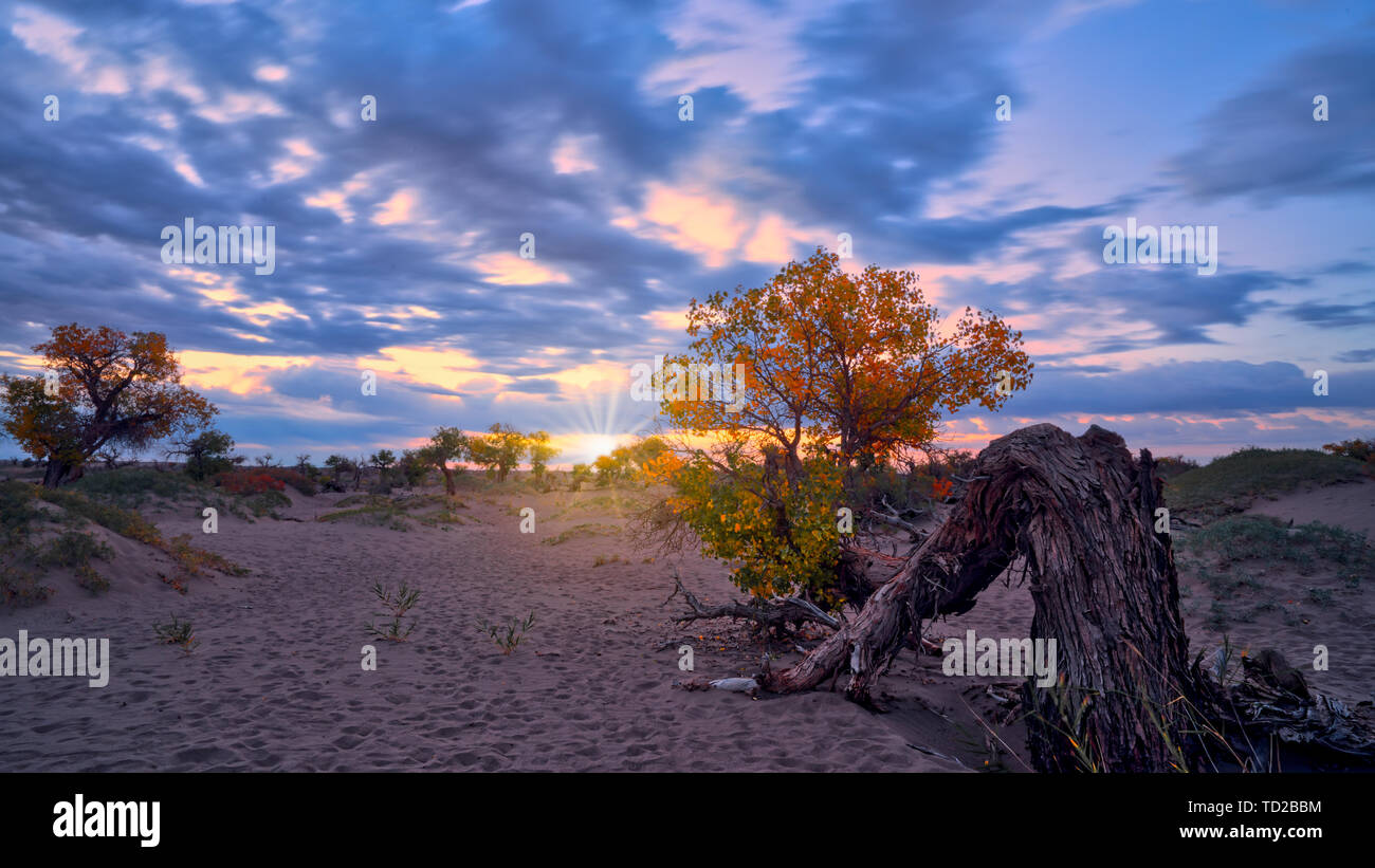 Poplar in Ejina ----3,000-year-old Hu Yang, photographed in Ejina flag ...