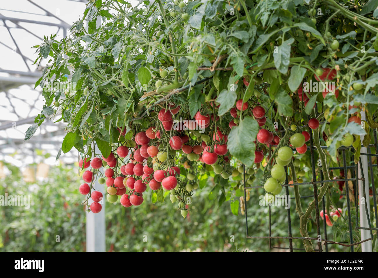 Growth and development crops berries hi-res stock photography and ...