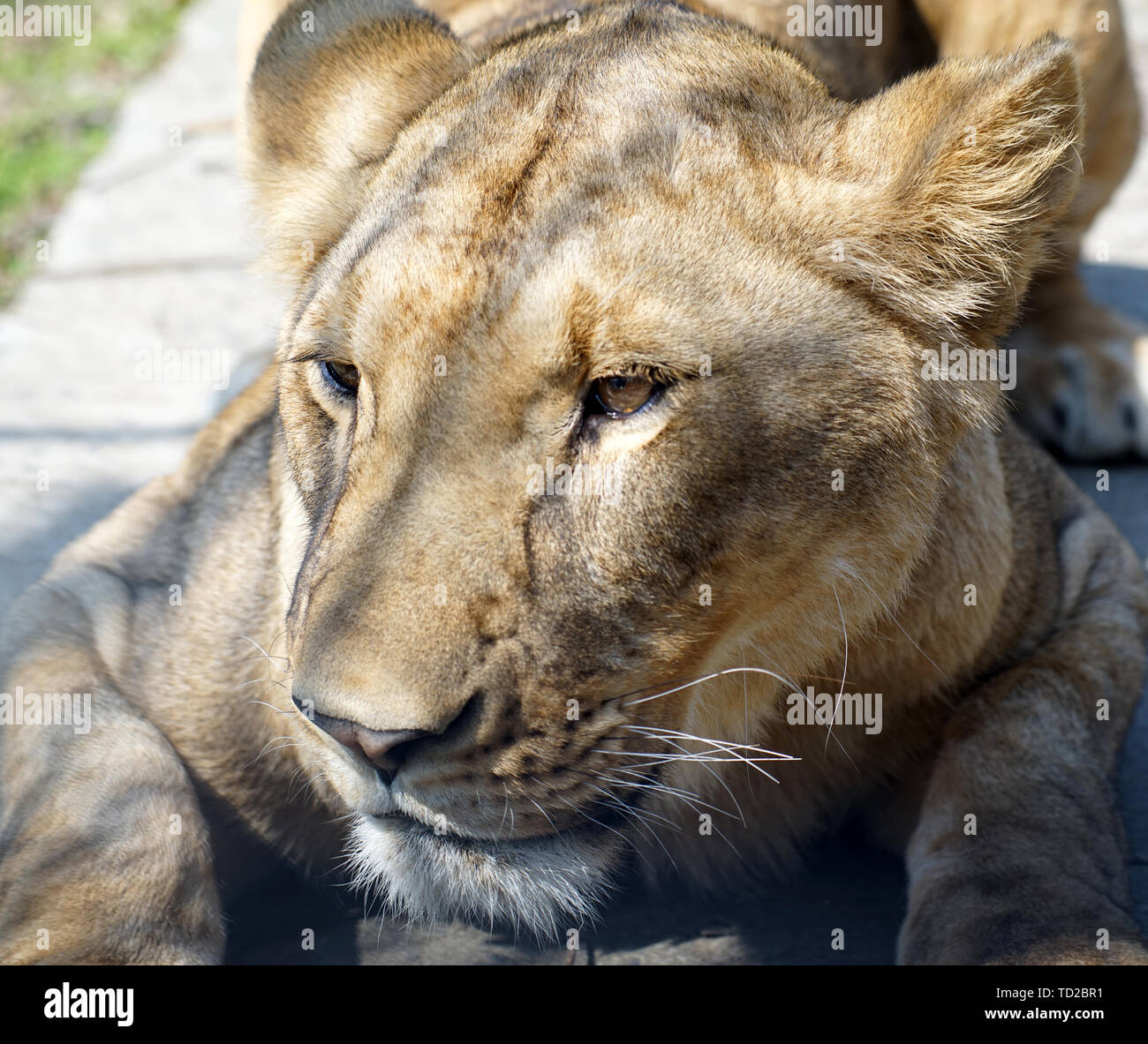 Yagor zoo hi-res stock photography and images - Alamy