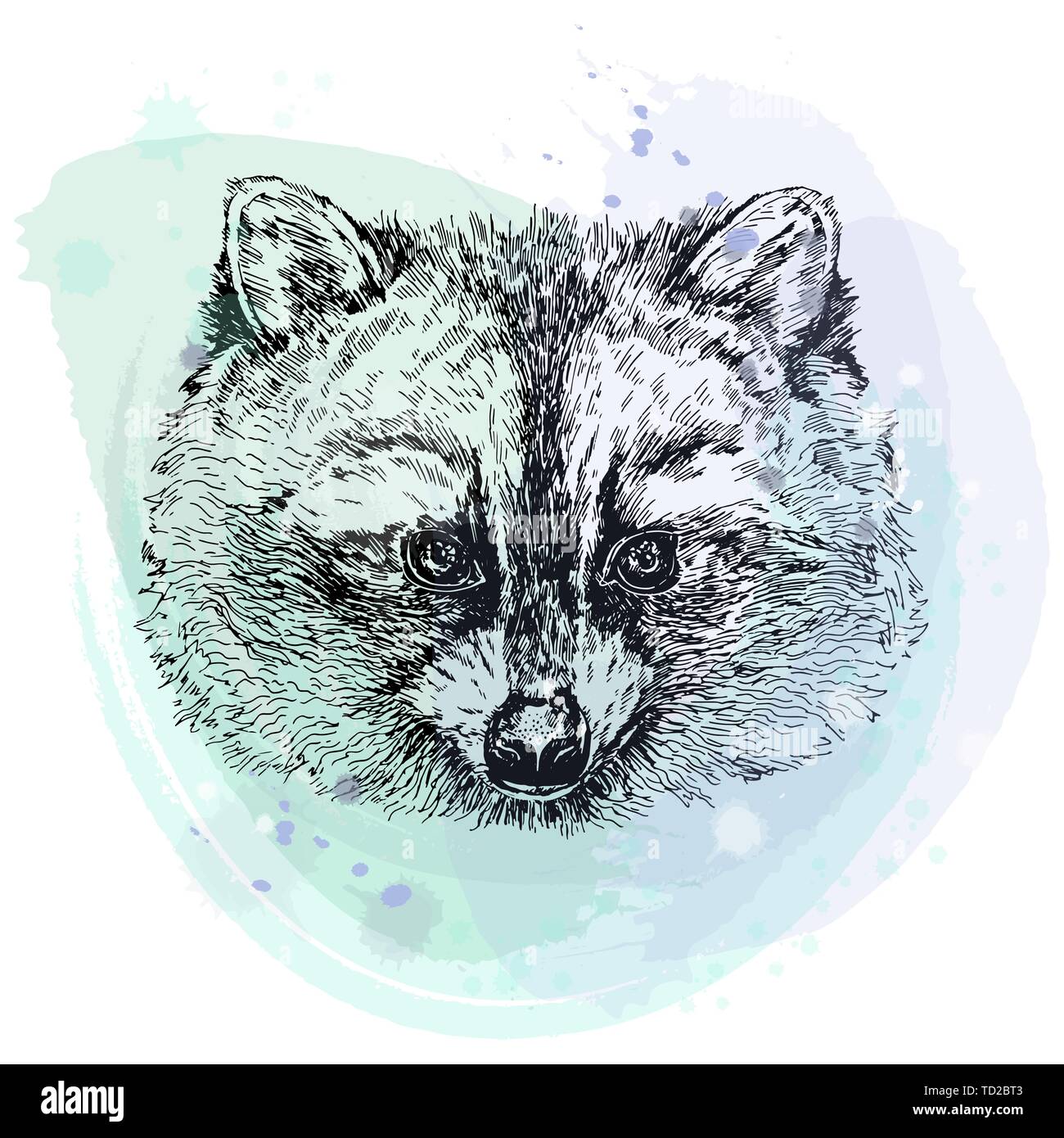 Hand drawn sketch style raccoon. Vector illustration isolated on white ...
