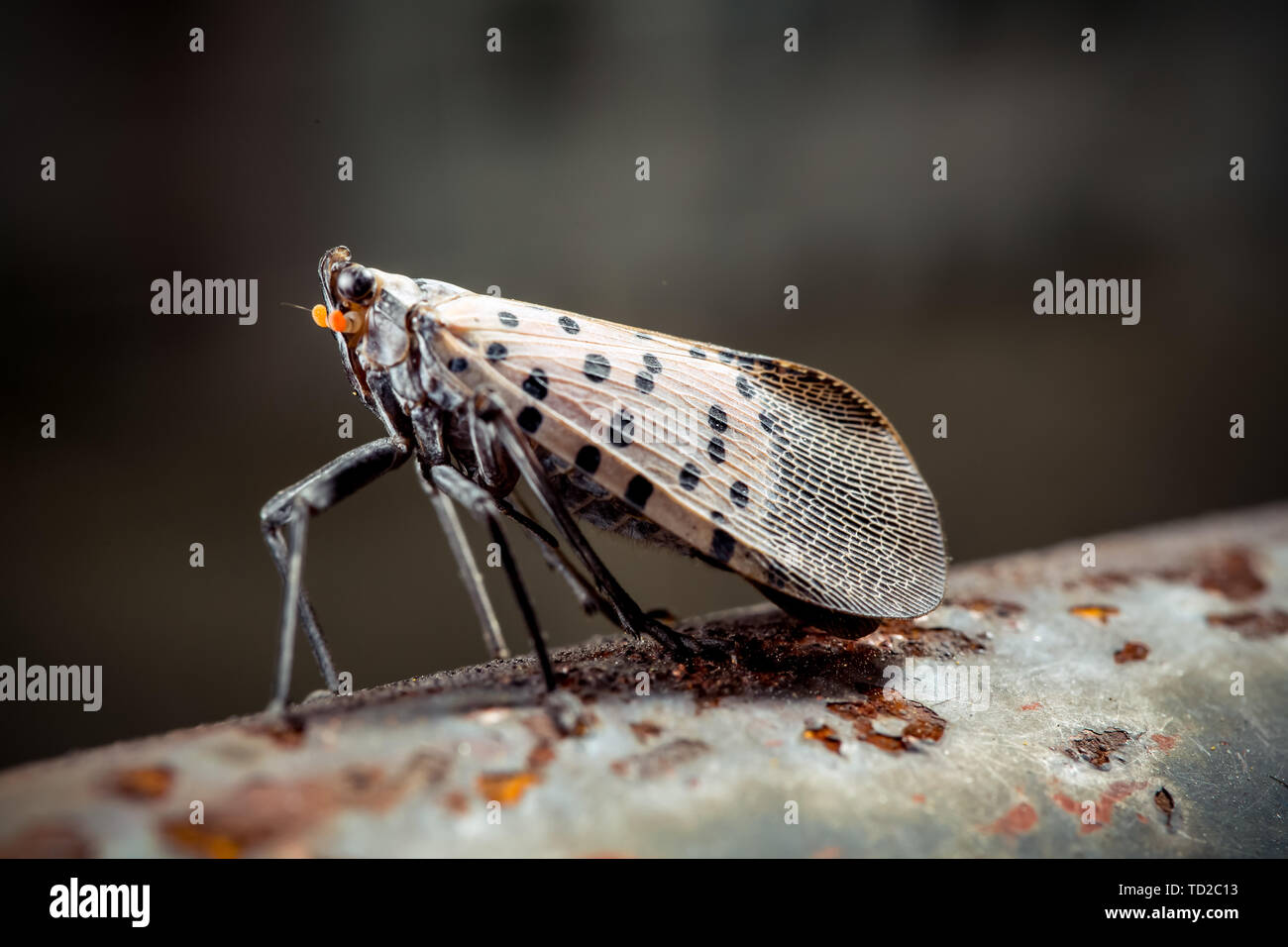 Zebra wax cicadas and flies dragonfly hi-res stock photography and ...