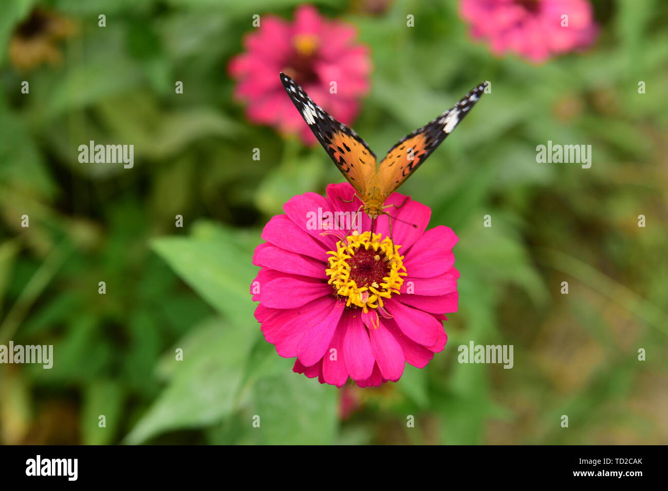 Hd photos of plants hi-res stock photography and images - Alamy