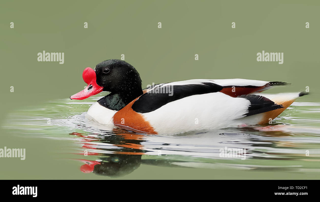 Water elves hi-res stock photography and images - Alamy