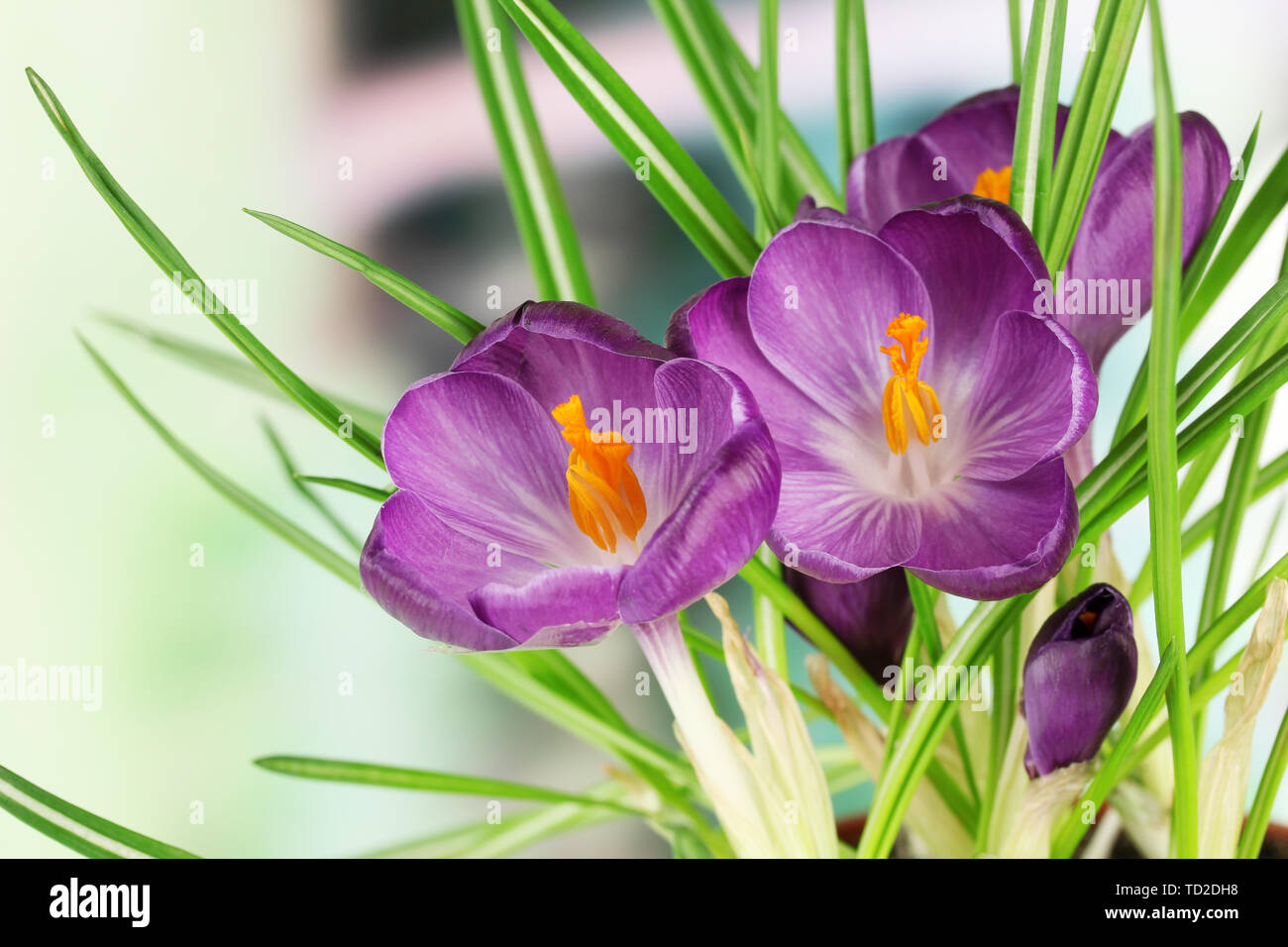 Beautiful purple crocuses, close up Stock Photo - Alamy