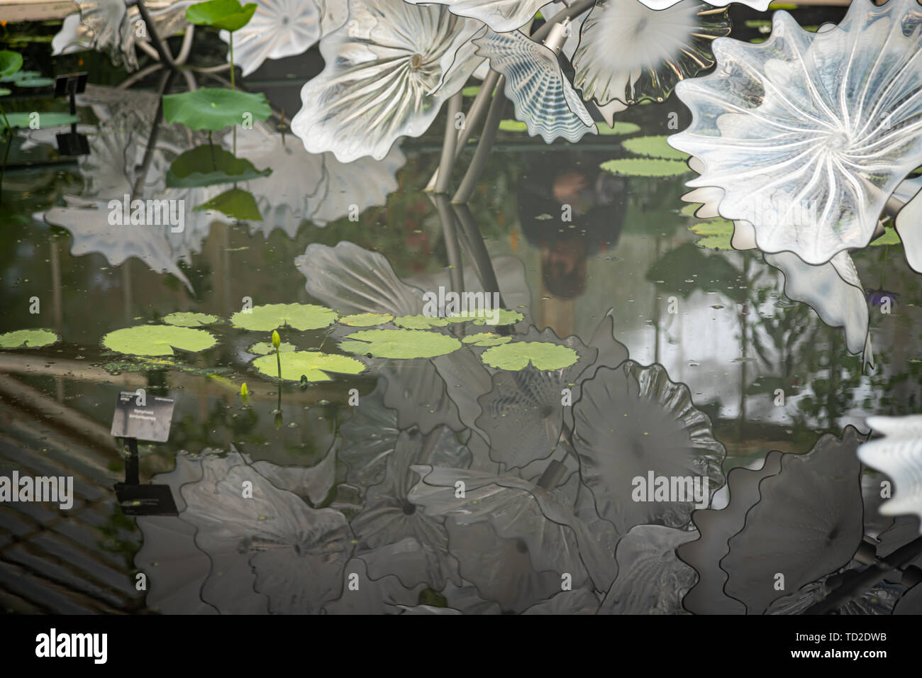 Ethereal White Persian Pond by Dale Chihuly, part of a glass sculpture ...