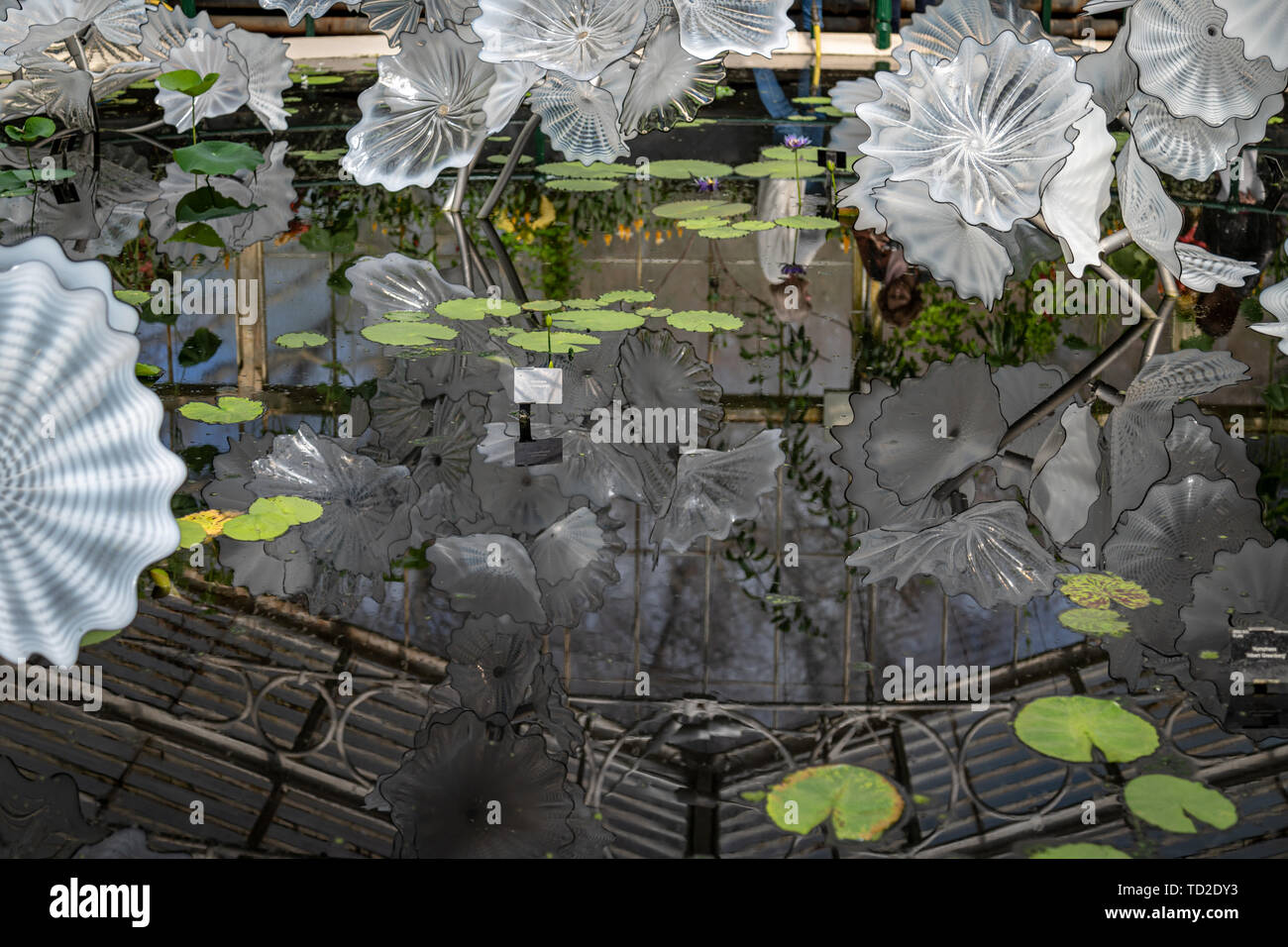 Ethereal White Persian Pond by Dale Chihuly, part of a glass sculpture ...