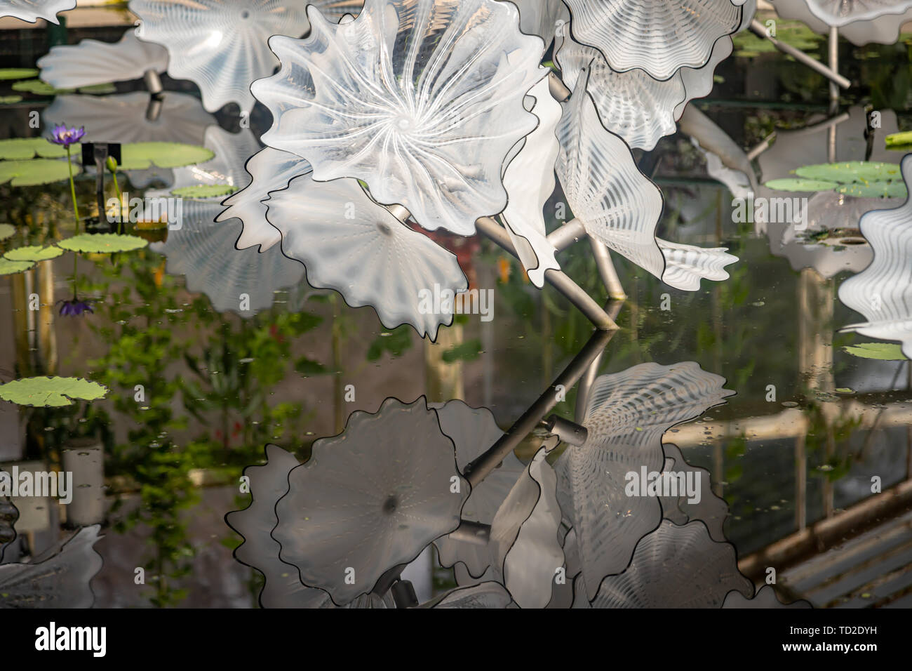 Ethereal White Persian Pond by Dale Chihuly, part of a glass sculpture ...