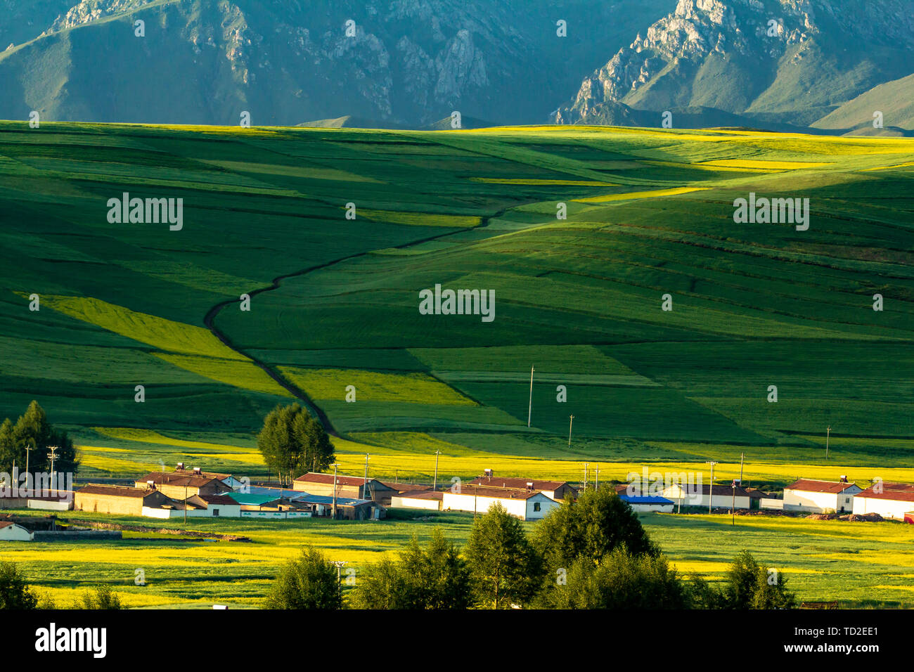Summer prairie green yellow natural scenery hi-res stock photography ...