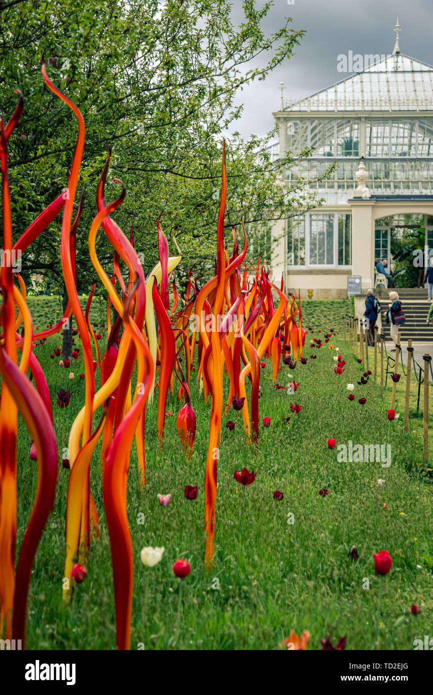 Copper birch hi-res stock photography and images - Alamy