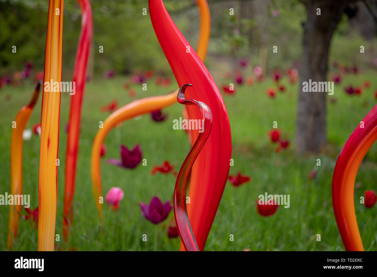 Cattails and Copper Birch Reeds by Dale Chihuly, part of a glass ...