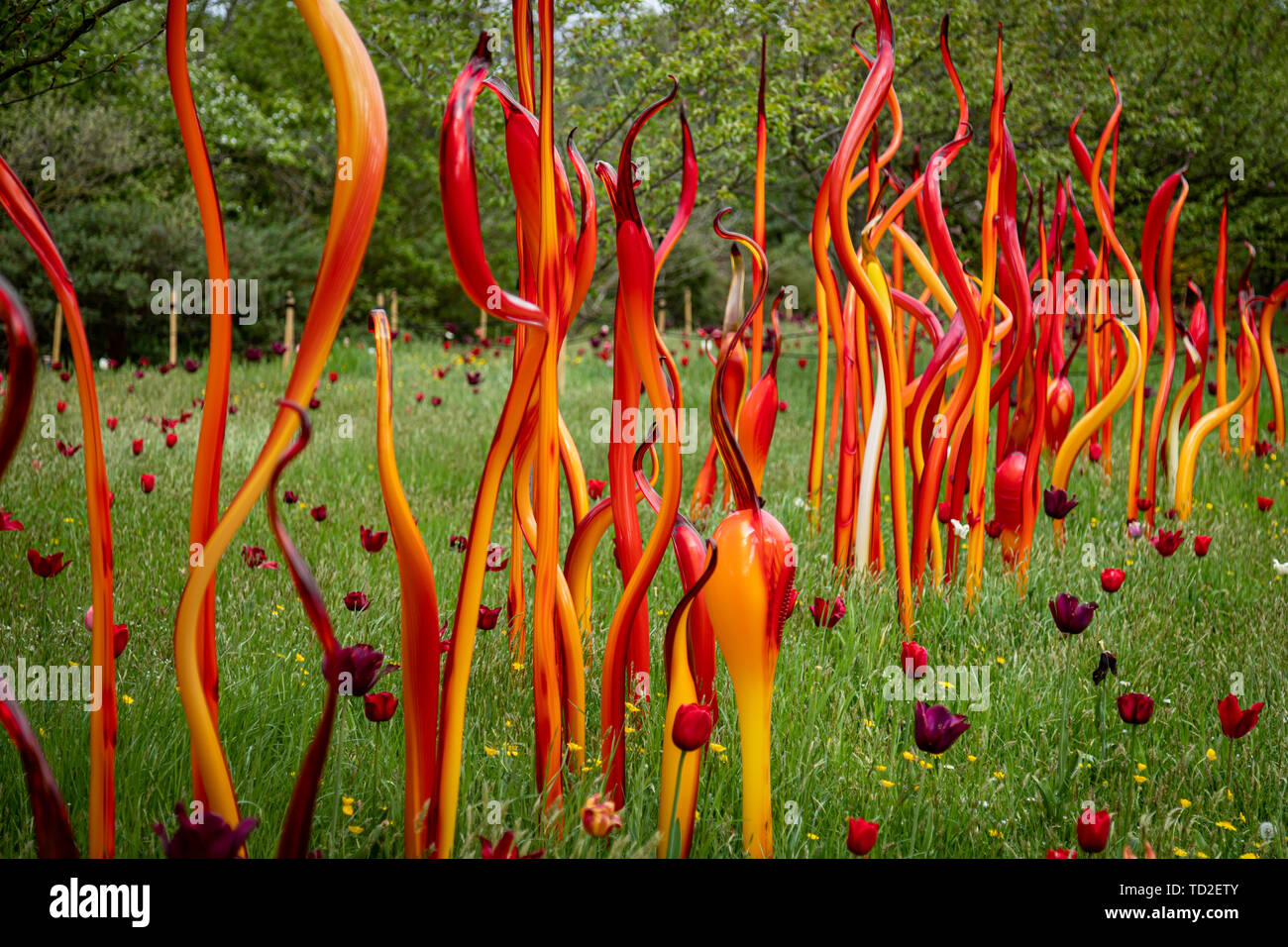 Copper birch hi-res stock photography and images - Alamy