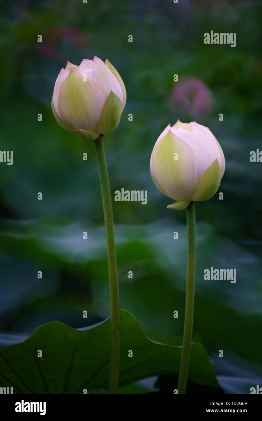 Aquatic plants in foreign countries hi-res stock photography and images ...