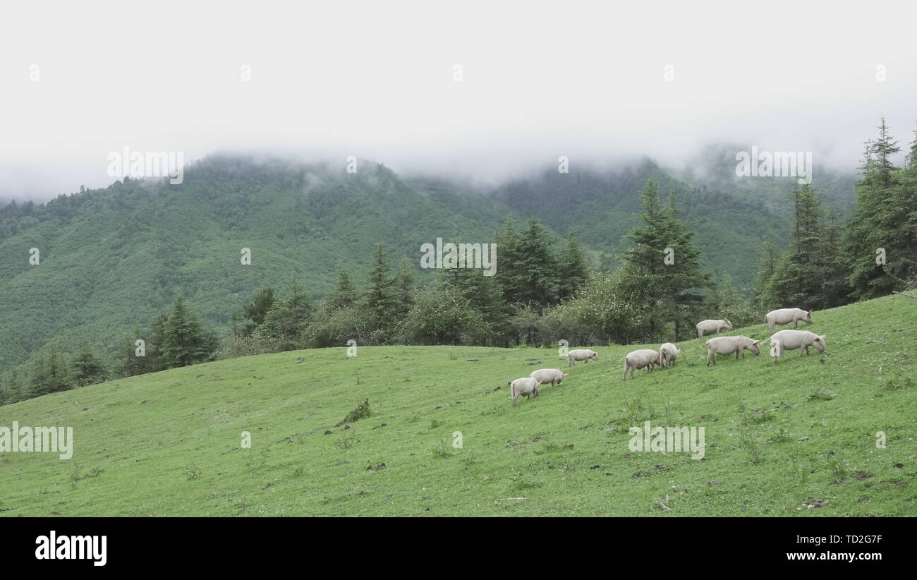 Mustang, yak alpine pasture, snow mountain pasture, pig scalpers, five ...