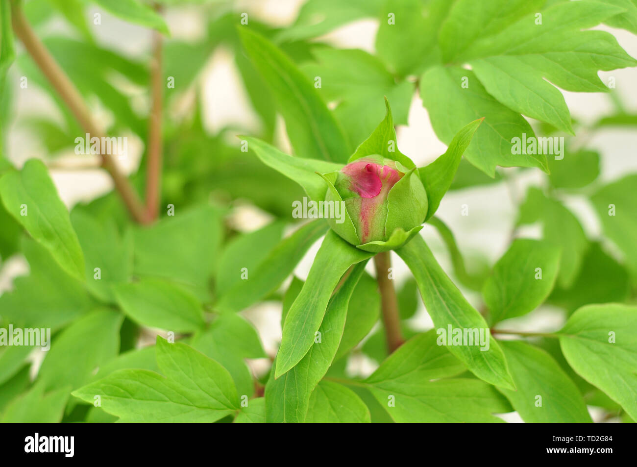 Peony flower seedlings Stock Photo - Alamy