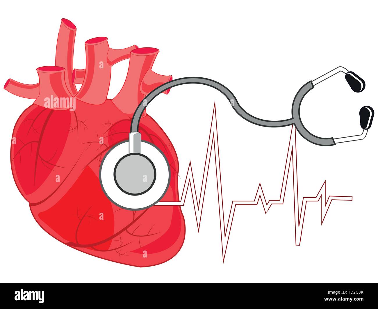 Heart of the person and medical instrument stethoscope Stock Vector ...