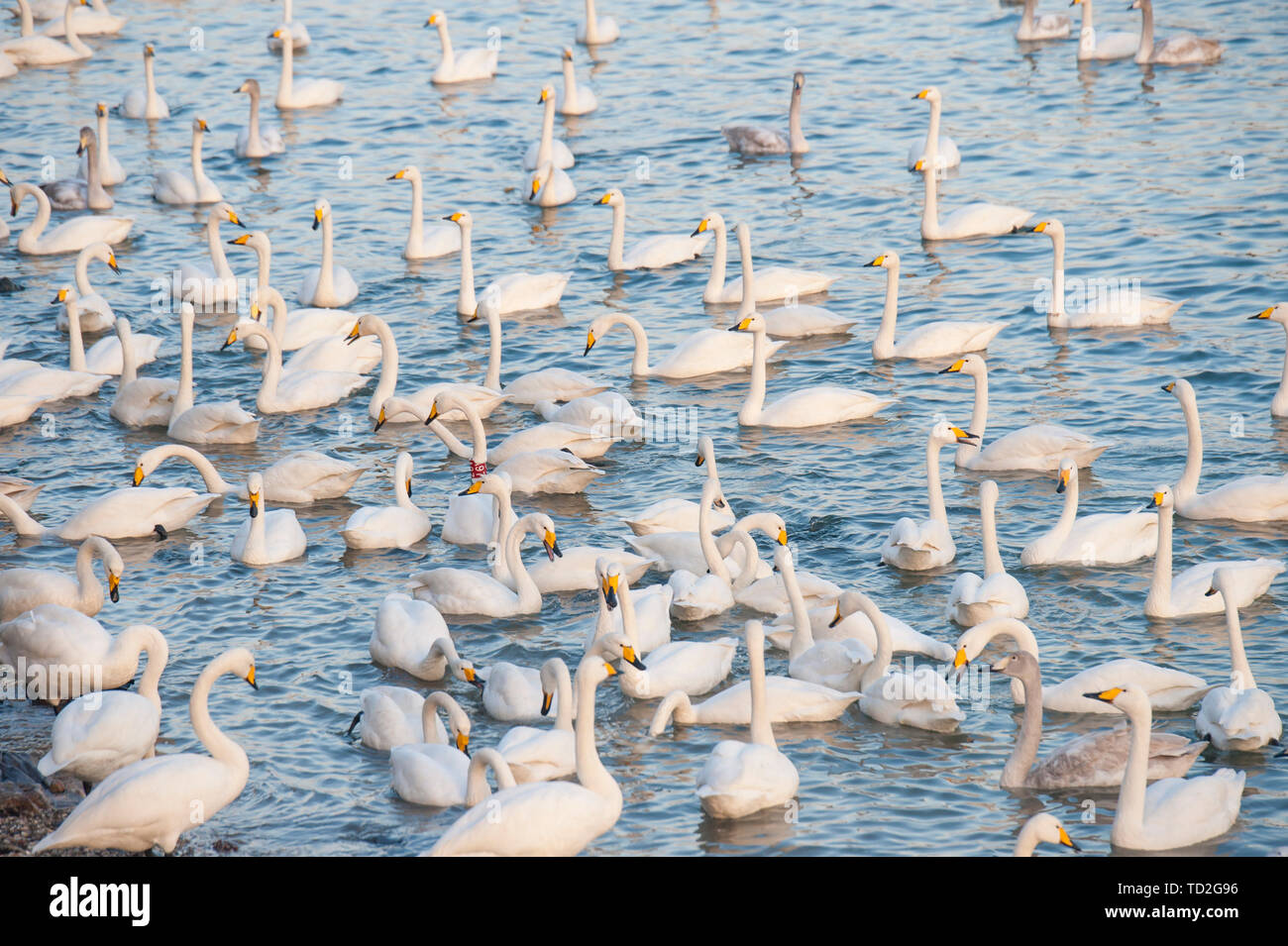 Swan swarms in the sea Stock Photo - Alamy