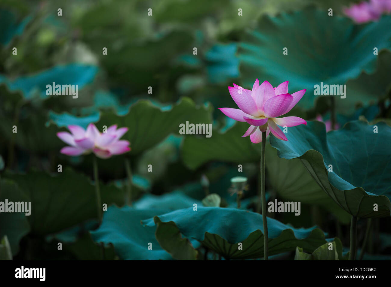 Summer lotus in foreign countries hi-res stock photography and images ...