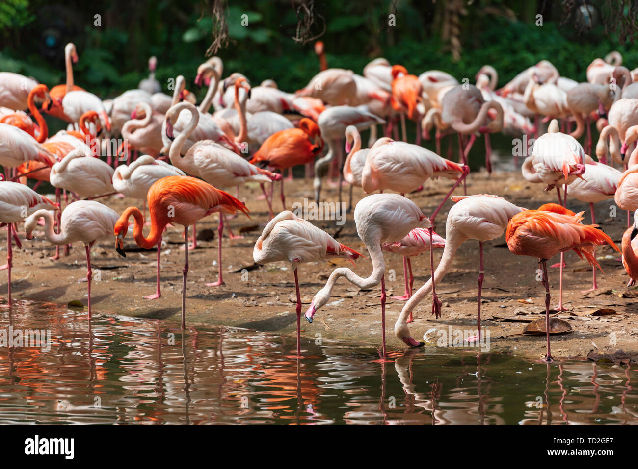 Changlong zoo hi-res stock photography and images - Alamy