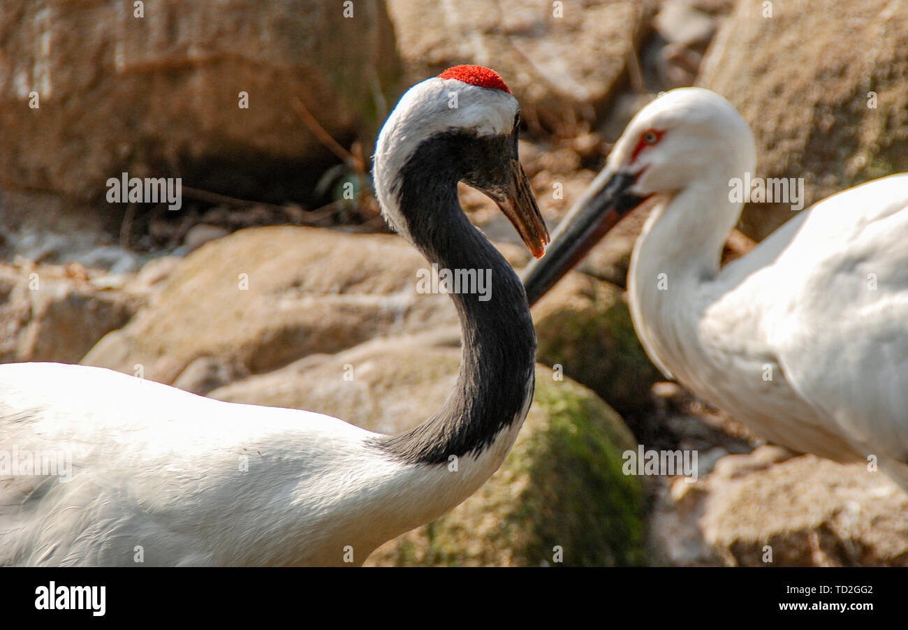 red - crowned crane Stock Photo - Alamy
