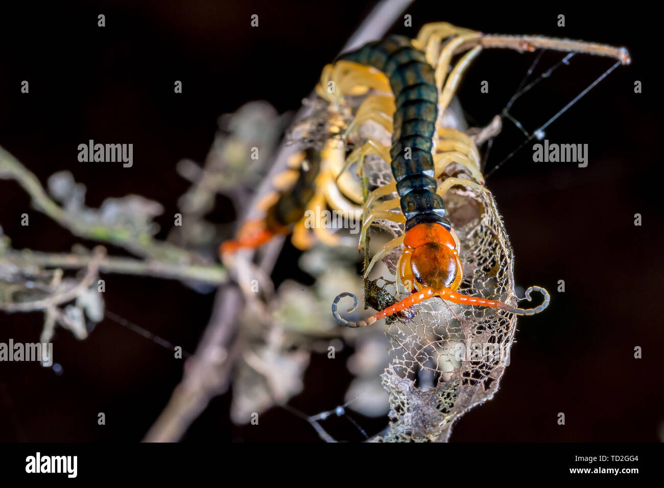 Multi legged insects hi-res stock photography and images - Alamy