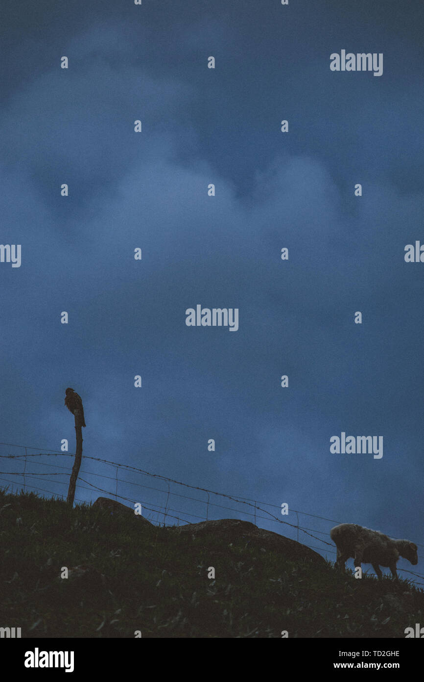 Sheep and Eagle Stock Photo - Alamy