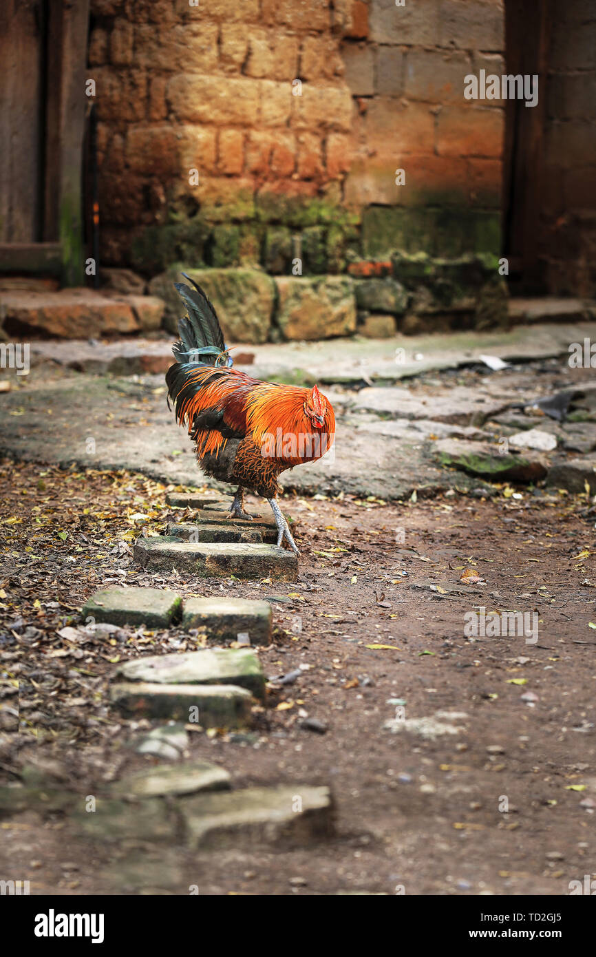 Free-range chickens from their hometown village Stock Photo - Alamy