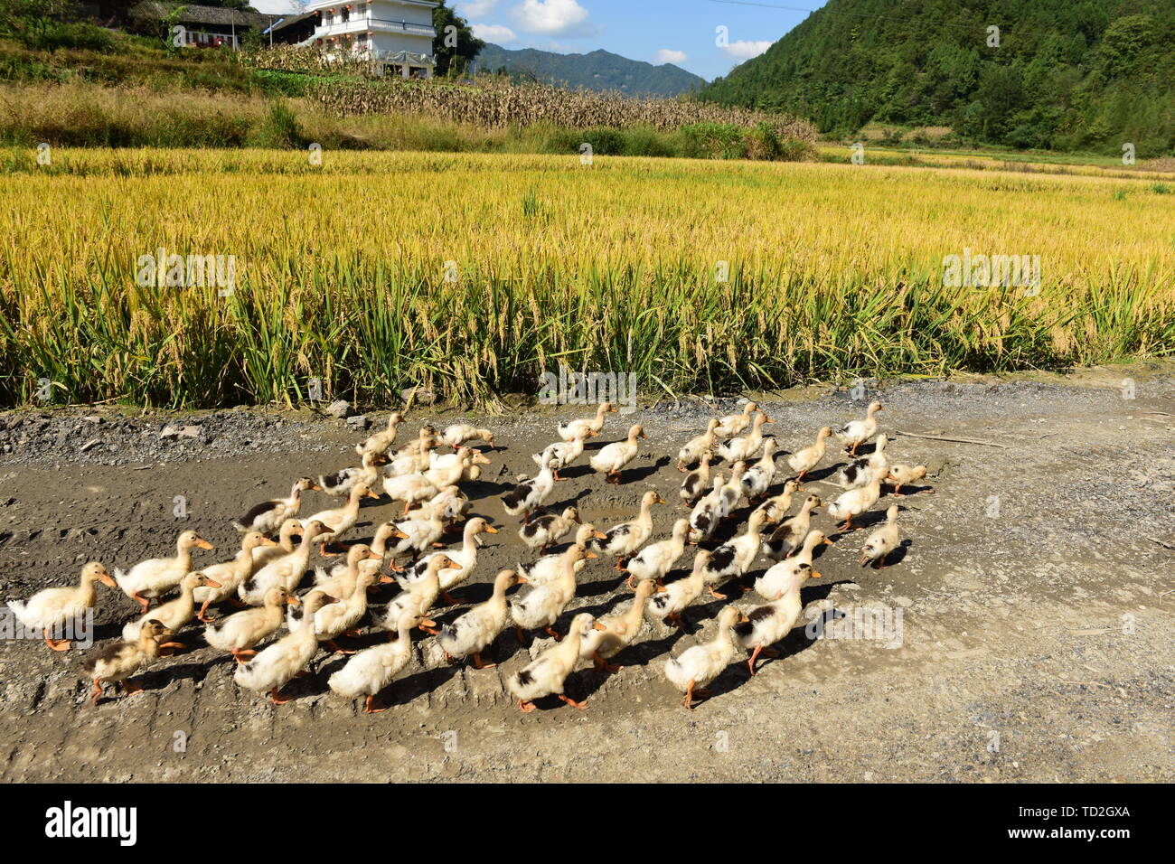 Spike ducks hi-res stock photography and images - Alamy