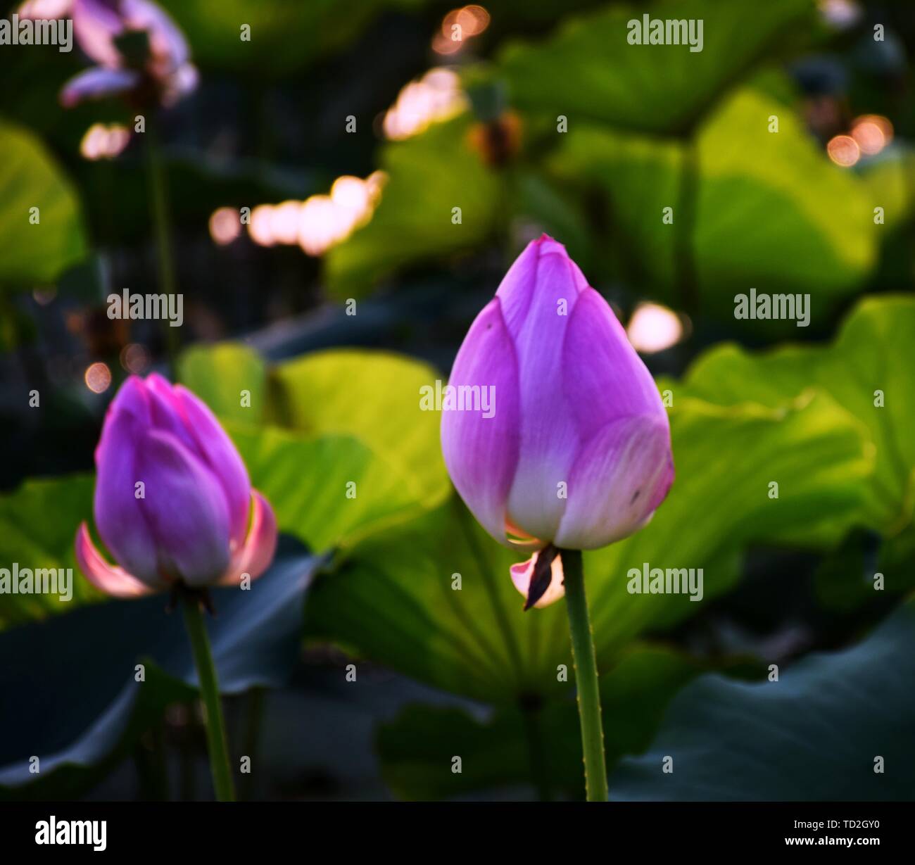Beautiful pointy petals hi-res stock photography and images - Alamy
