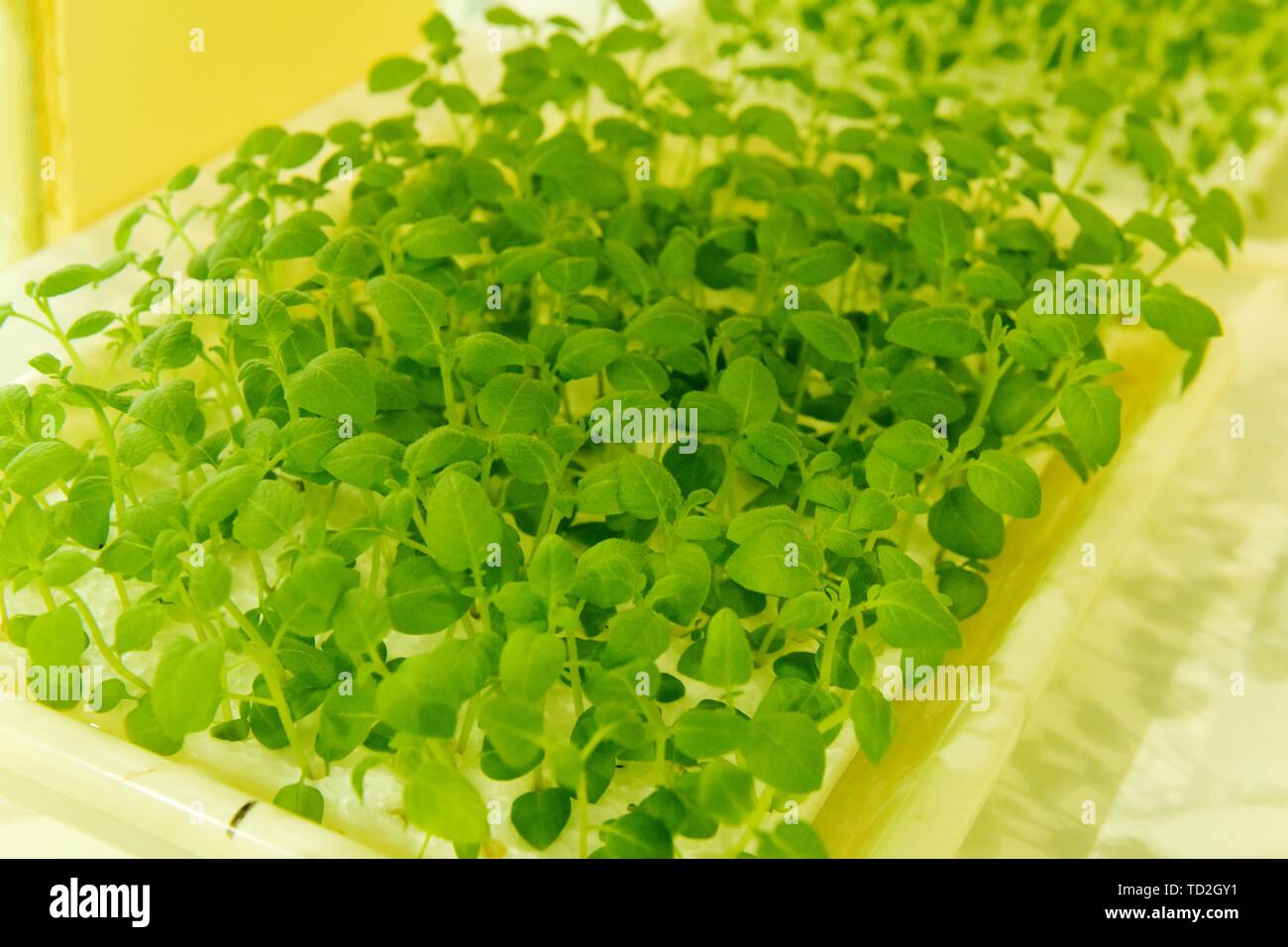 Soilless planting hi-res stock photography and images - Alamy