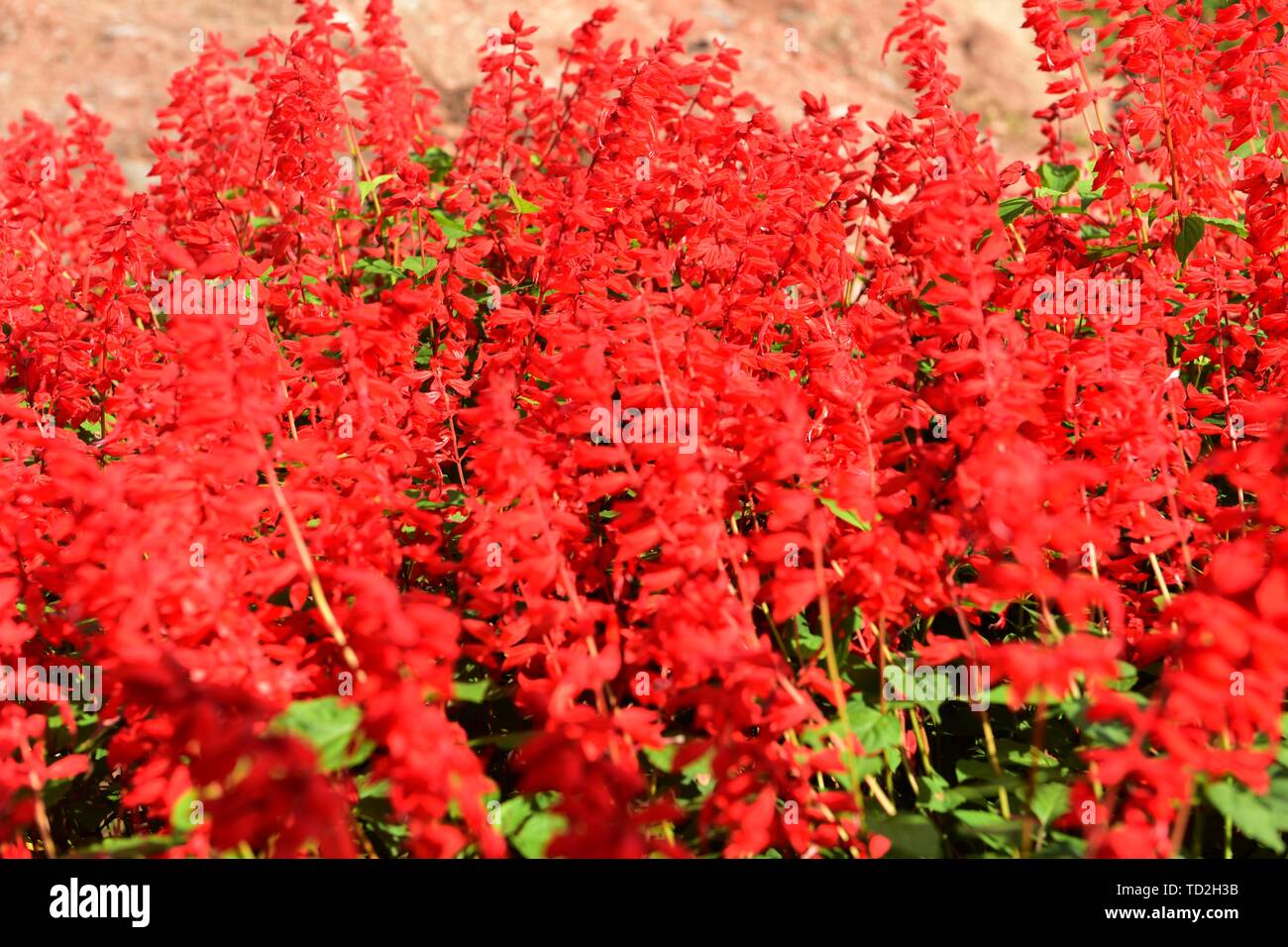 A bunch of red flowers Stock Photo - Alamy