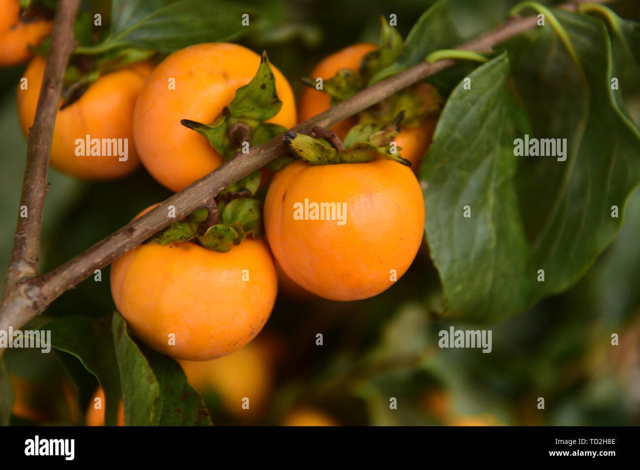 Rhubarb persimmon hi-res stock photography and images - Alamy