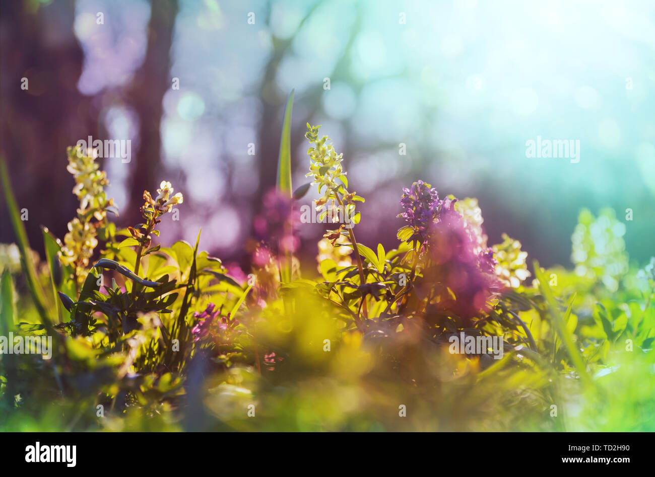 Beautiful garden spring flowers. Natural background Stock Photo - Alamy