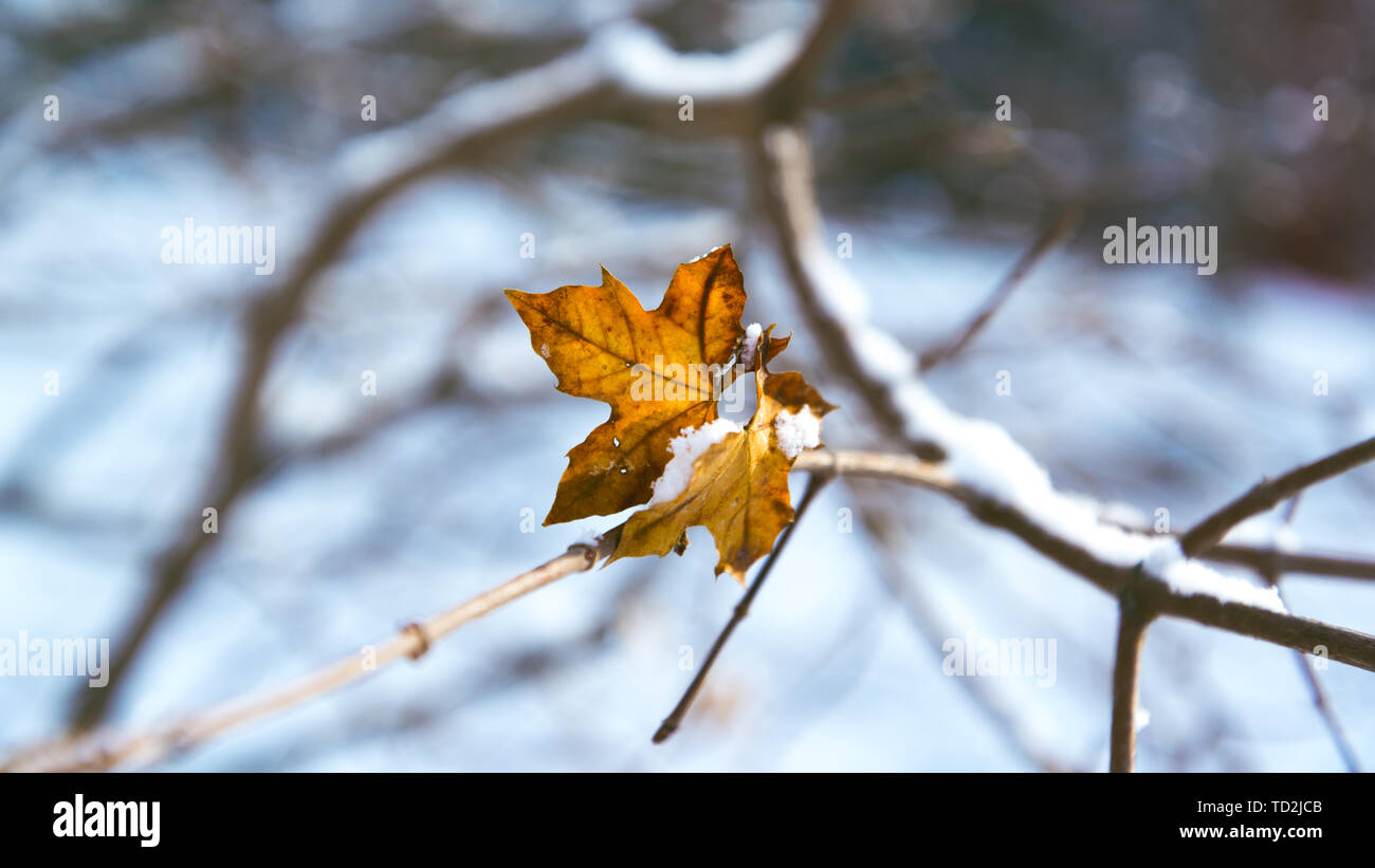One last leaf on hi-res stock photography and images - Alamy