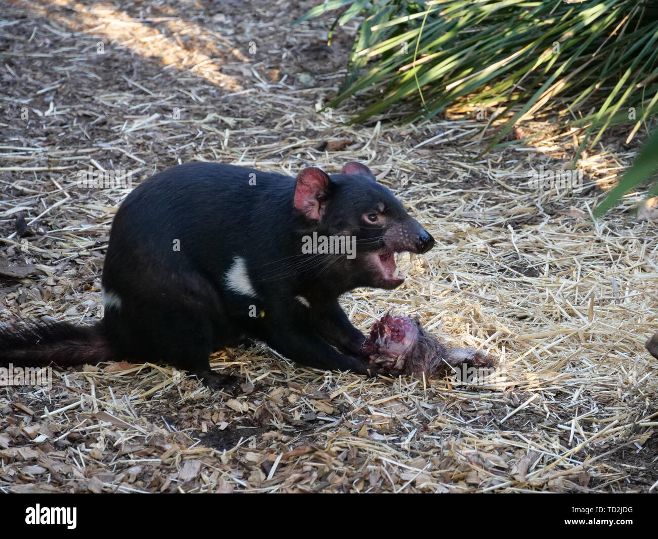 Tasmanian Devil Eating Snake