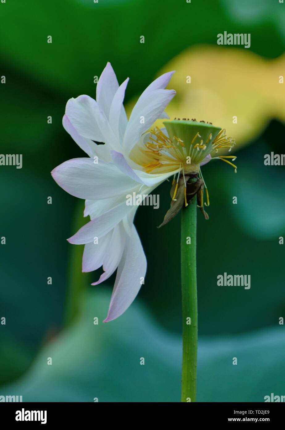 Lily in foreign countries hi-res stock photography and images - Alamy