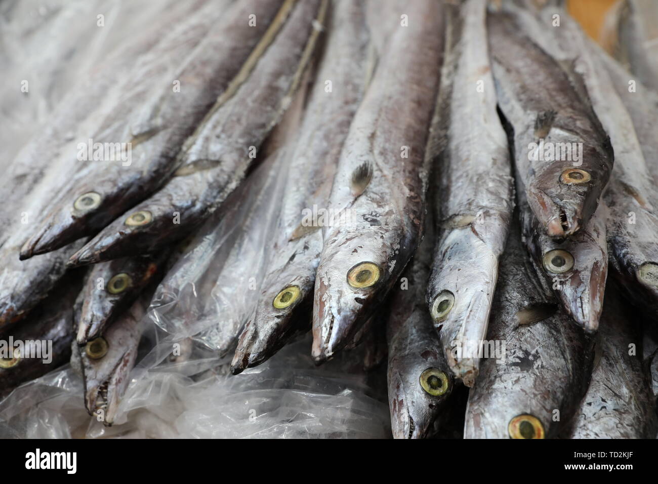 Saltwater animals hi-res stock photography and images - Alamy