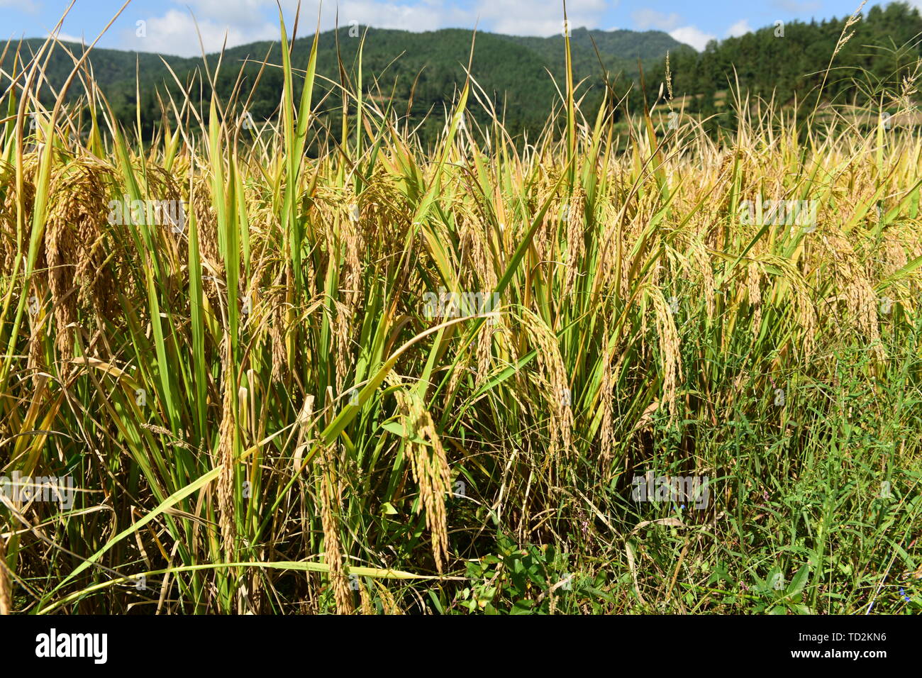 High-definition rice spike Stock Photo - Alamy