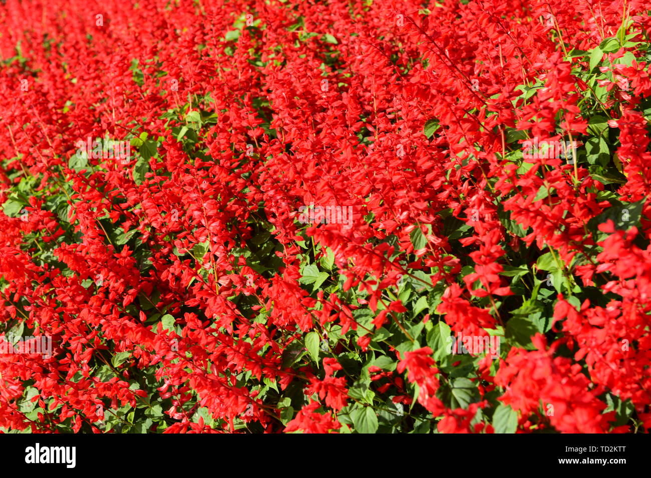 A bunch of red flowers Stock Photo - Alamy