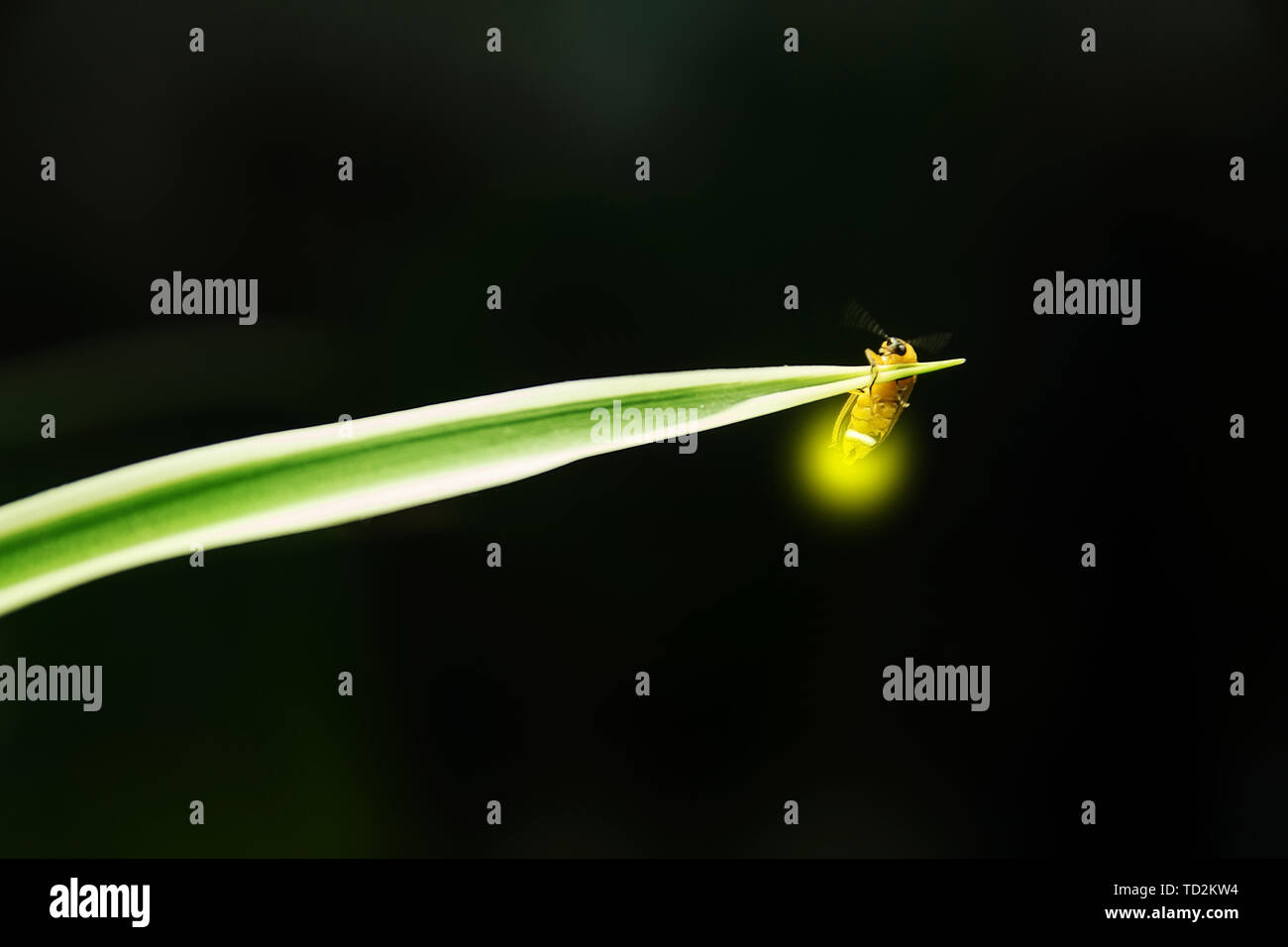 Fireflies on grass leaves Stock Photo - Alamy